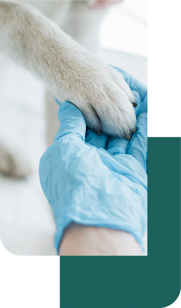 Shop Online Veterinary Equipment and Supplies - Eickemeyer