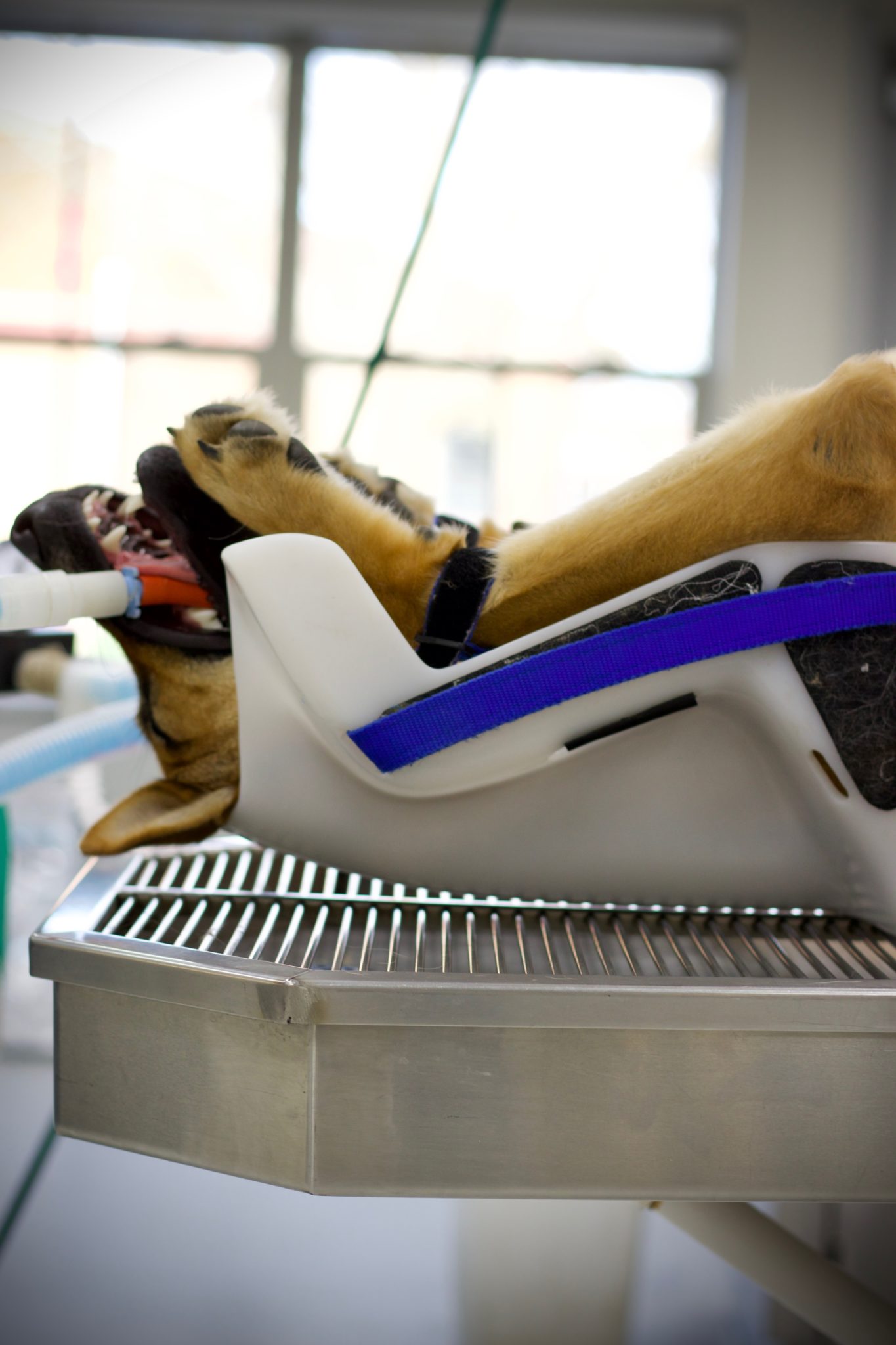 Eickemeyer Pawsitioners - Eickemeyer Veterinary Technology