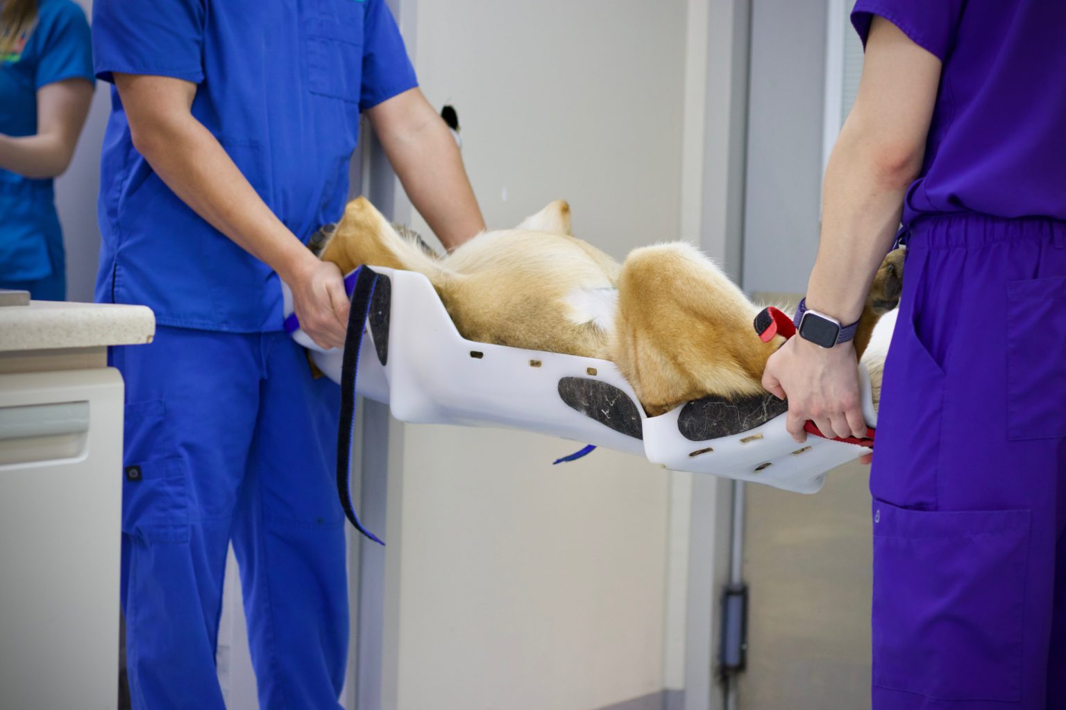 Eickemeyer Pawsitioners - Eickemeyer Veterinary Technology